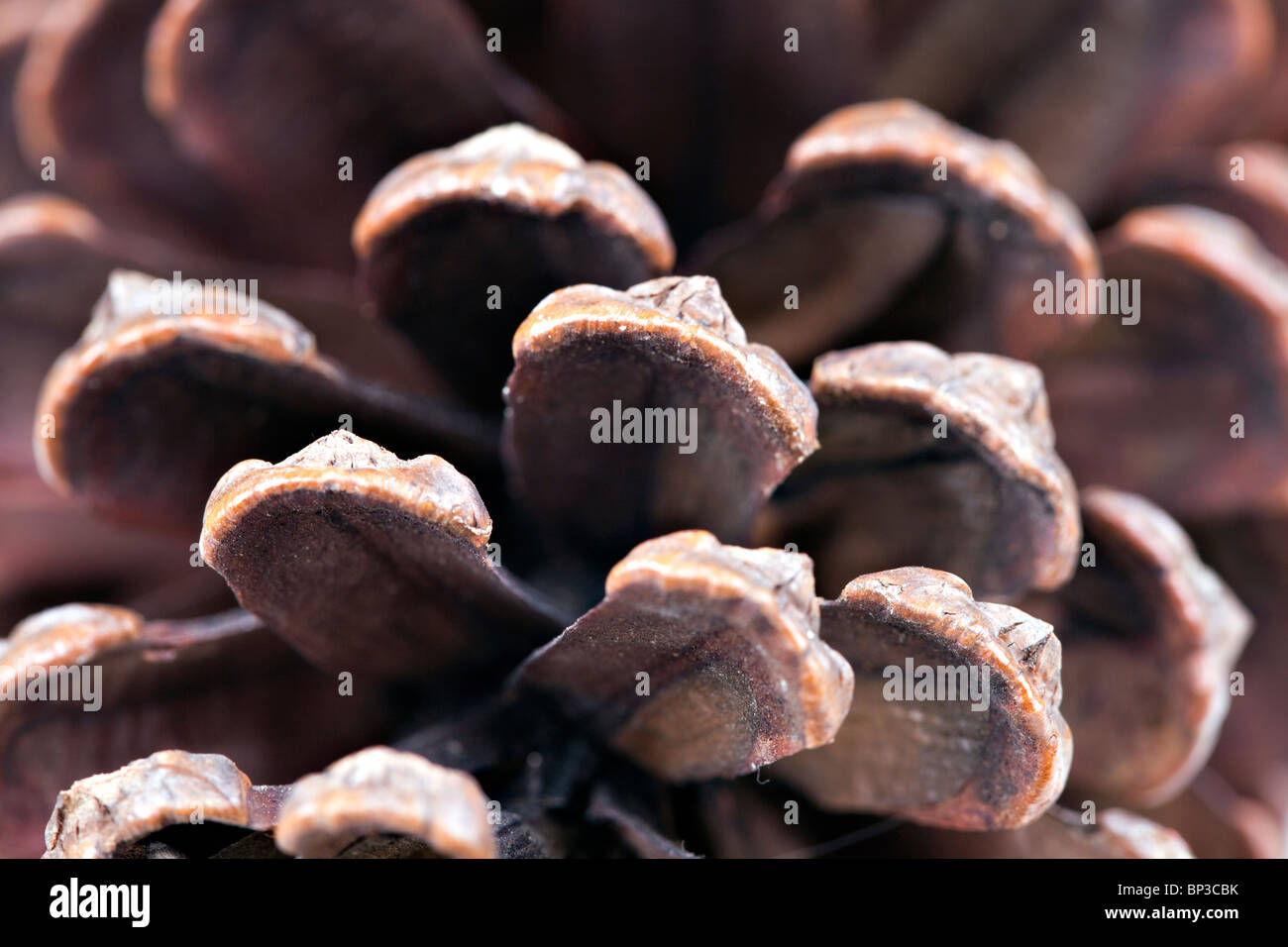 Pine cone macro, abstract background Stock Photo - Alamy