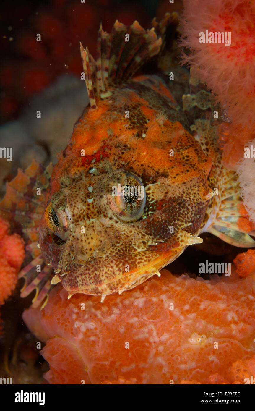 Red irish lord fish hi-res stock photography and images - Alamy