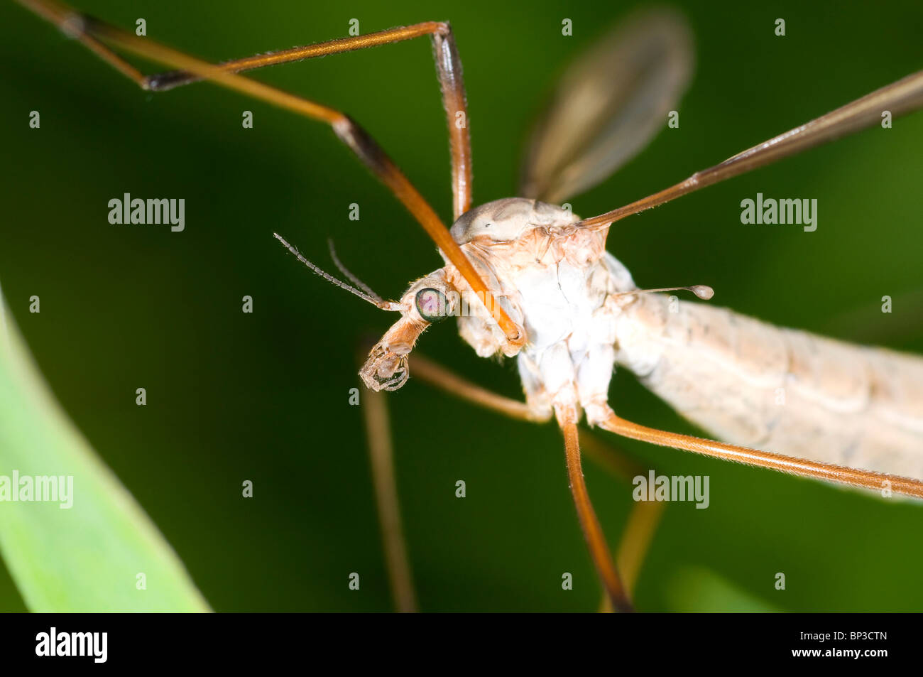 Cranefly face hi-res stock photography and images - Alamy