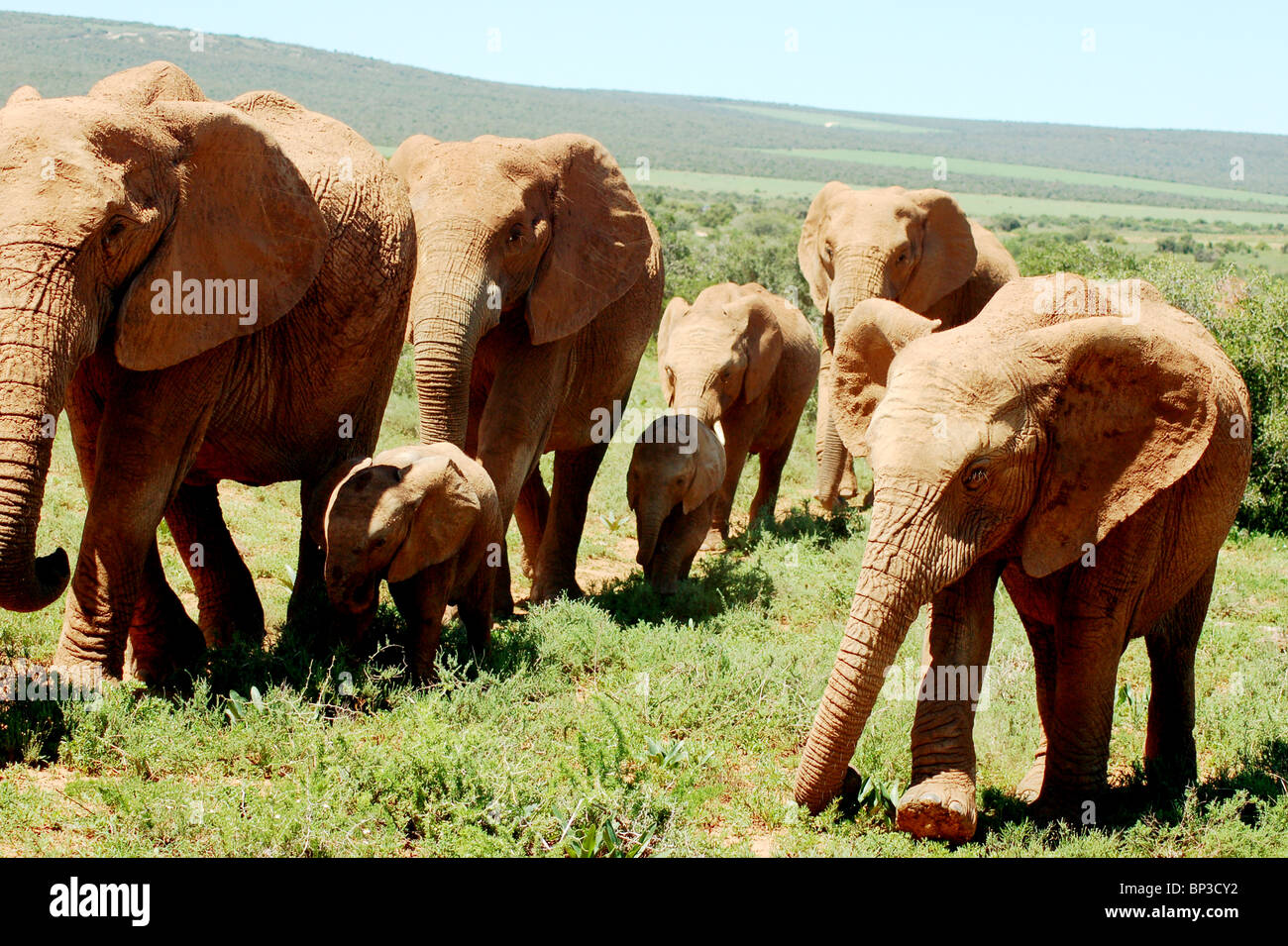 Heard f elephants Stock Photo - Alamy
