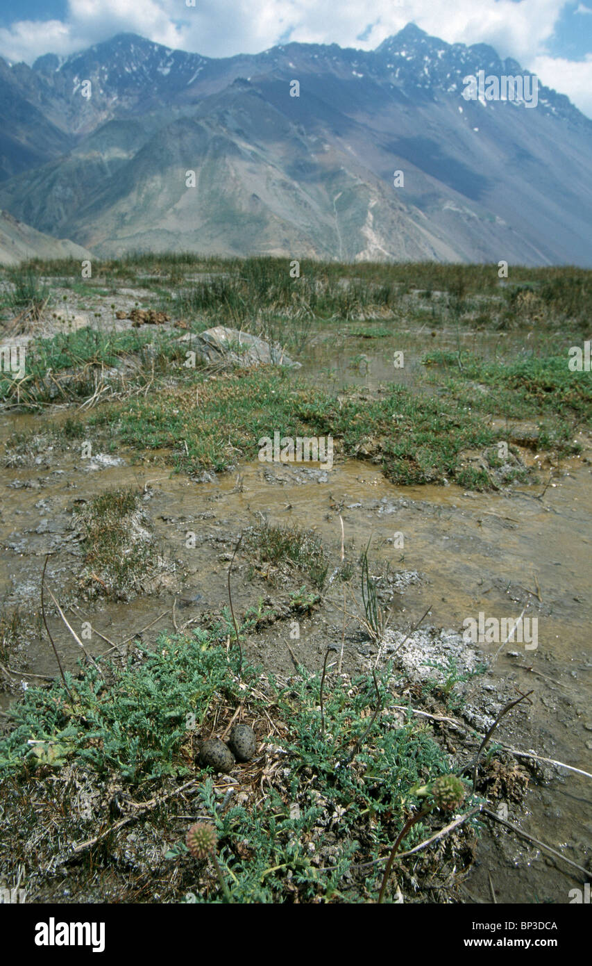 Diademed plover hi-res stock photography and images - Alamy