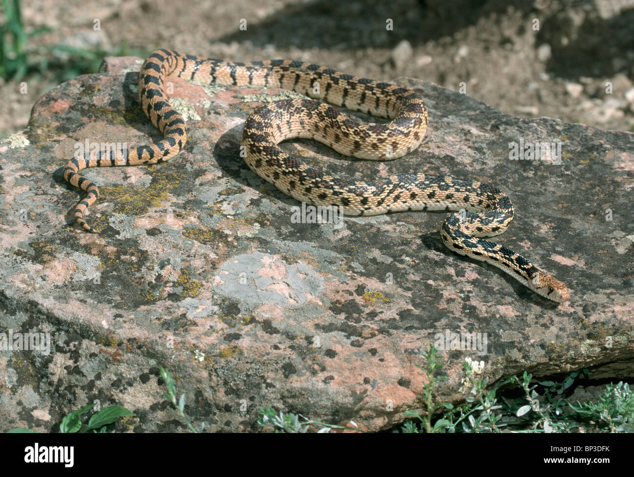 Yellow gopher snake hi-res stock photography and images - Alamy