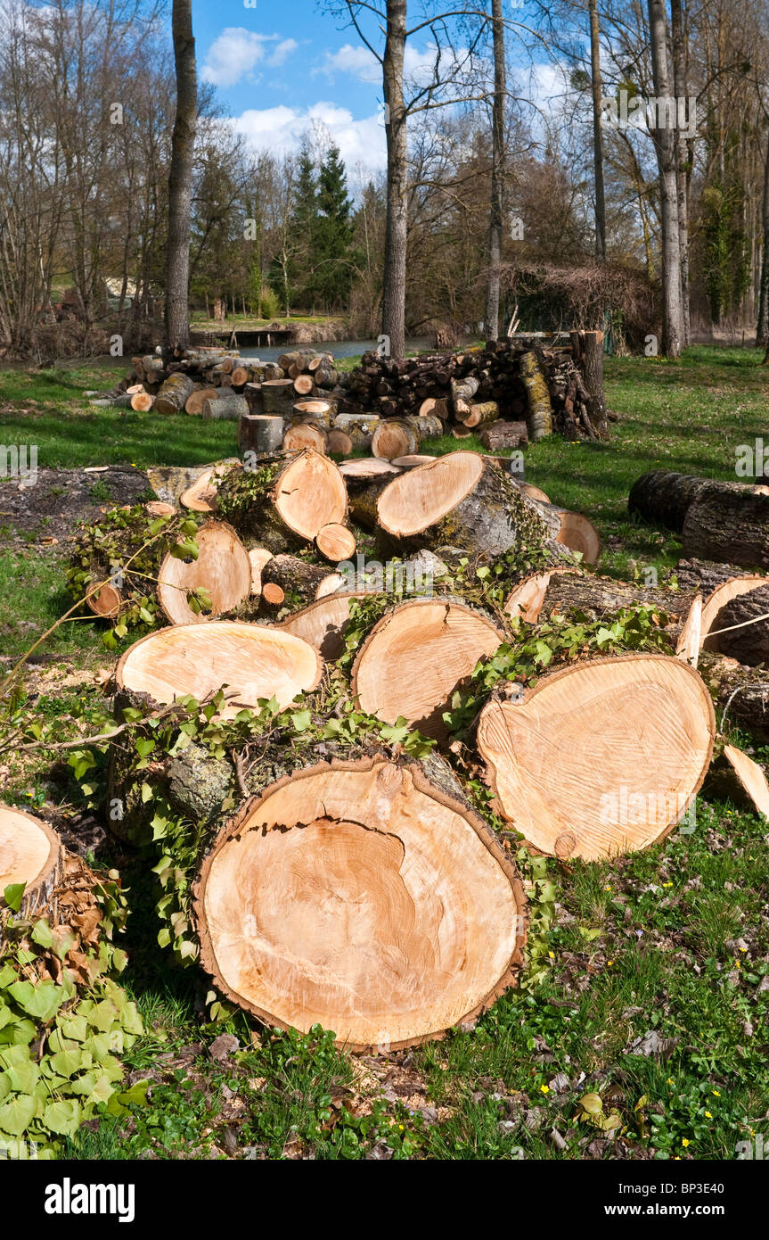 Fallen tree logs hi-res stock photography and images - Alamy
