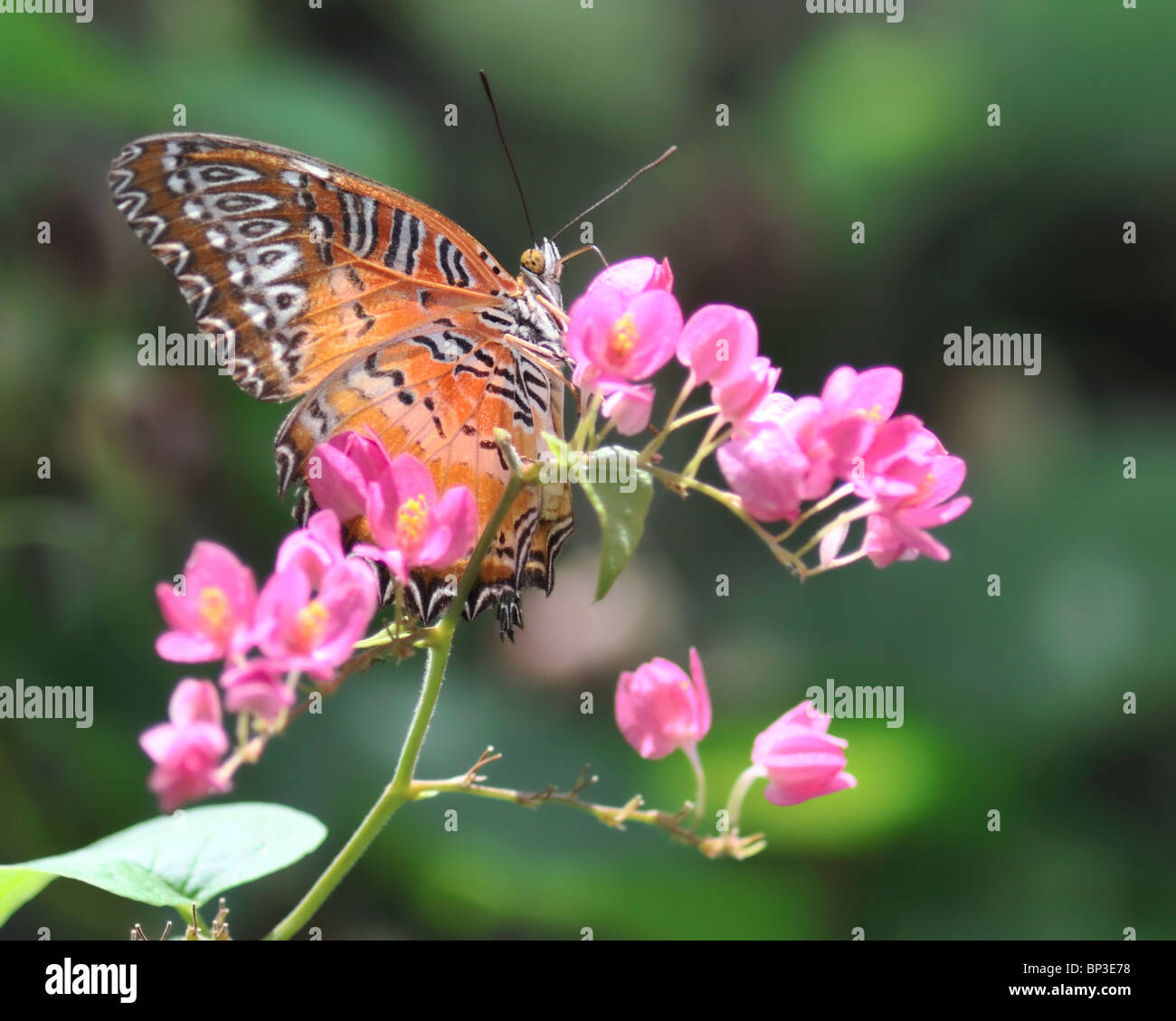 Malay lacewing butterfly on bougainvillea hi-res stock photography and ...