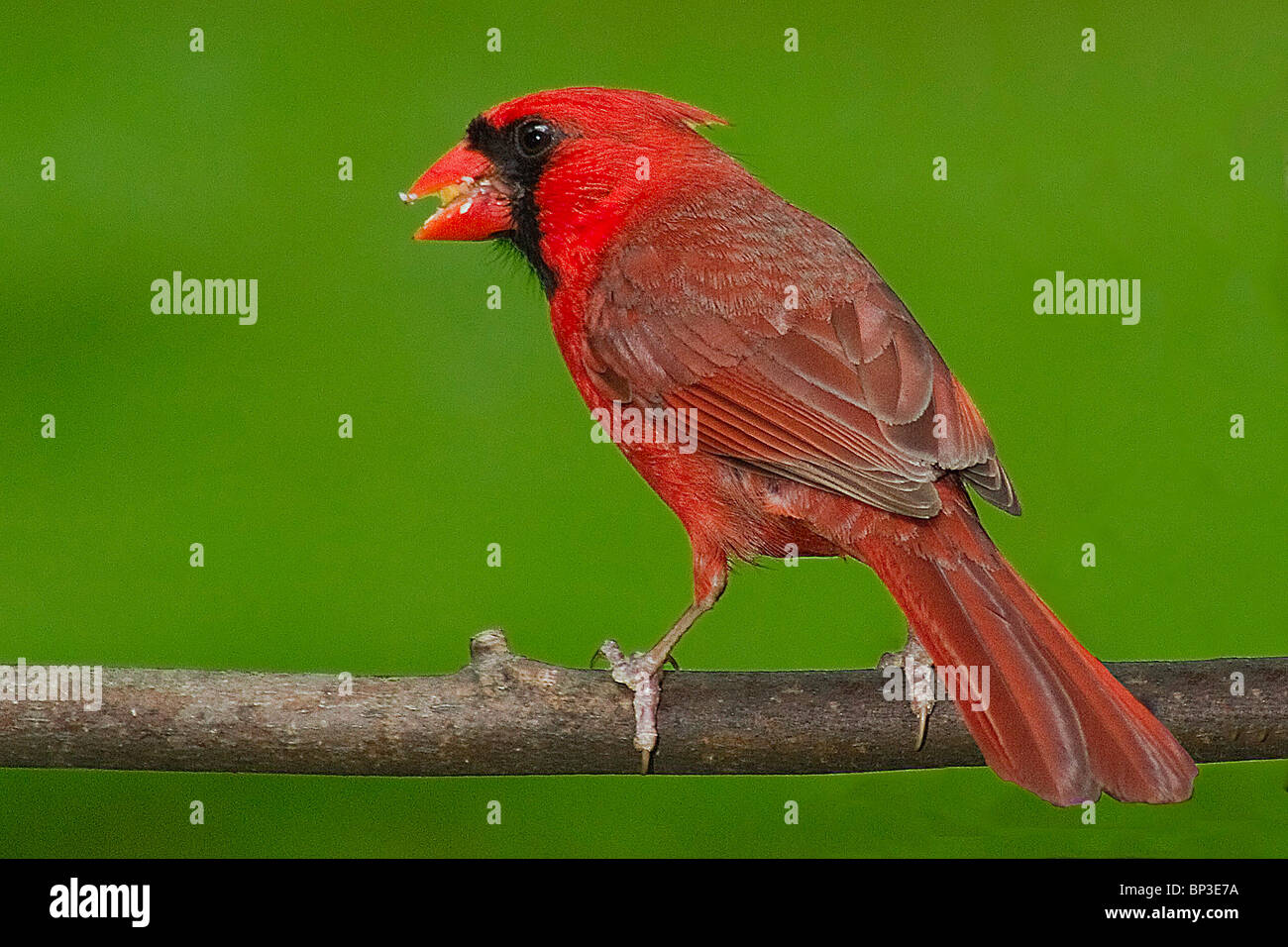 Fluffy cardinal hi-res stock photography and images - Alamy