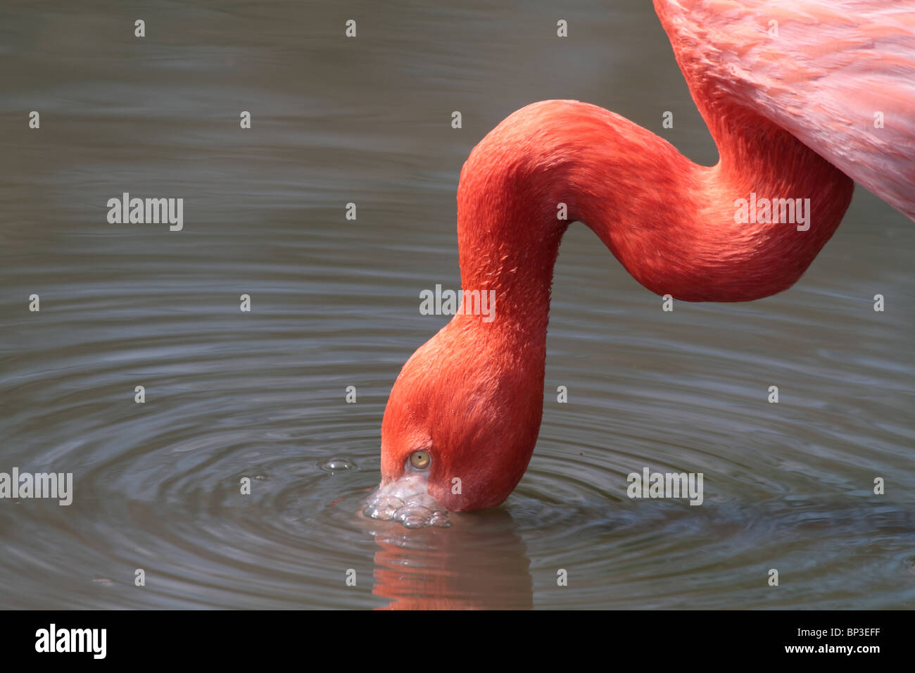 Pink flamingo icon hi-res stock photography and images - Alamy