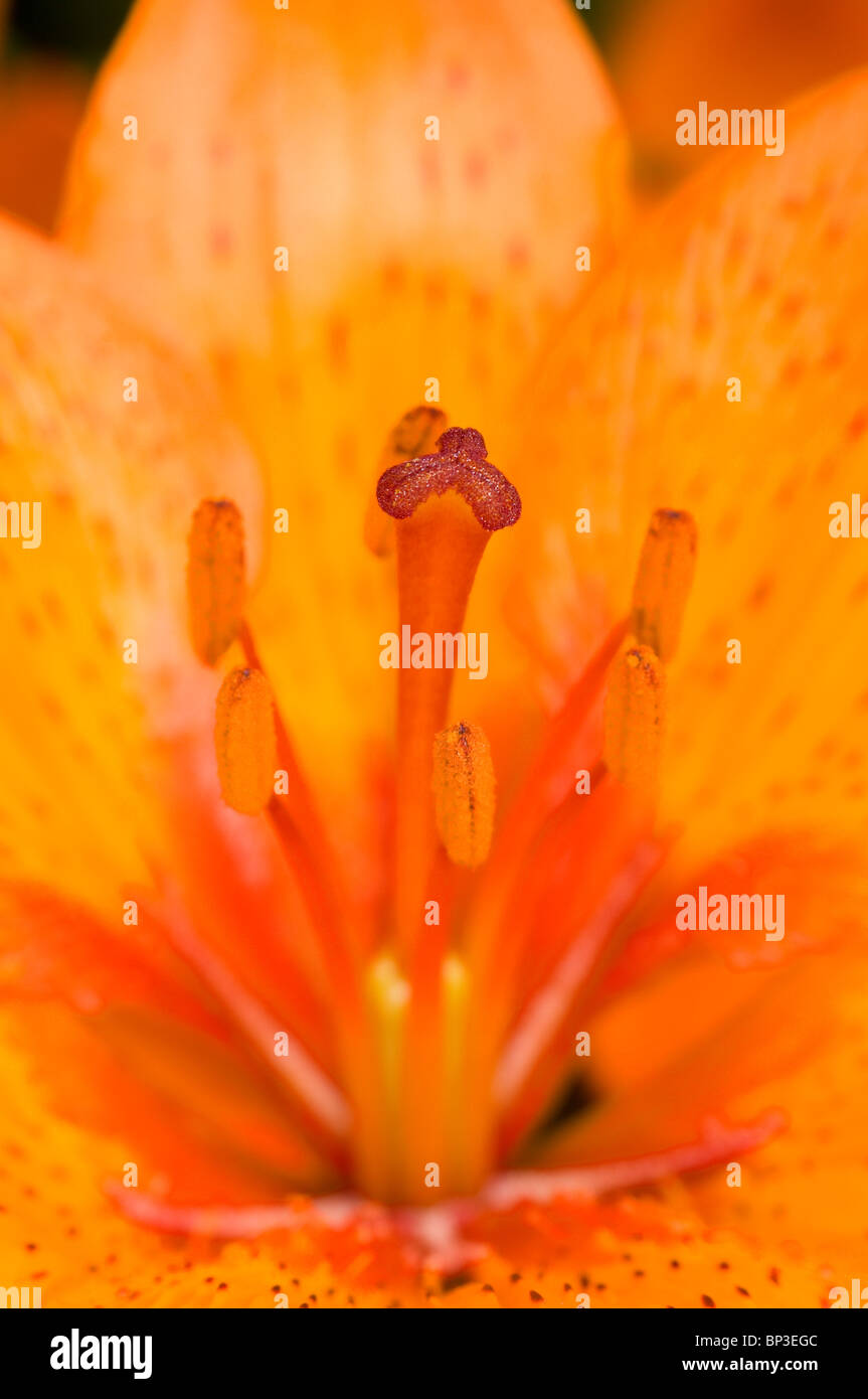 close up of an orange asiatic lily showing the stigma and stames with ...