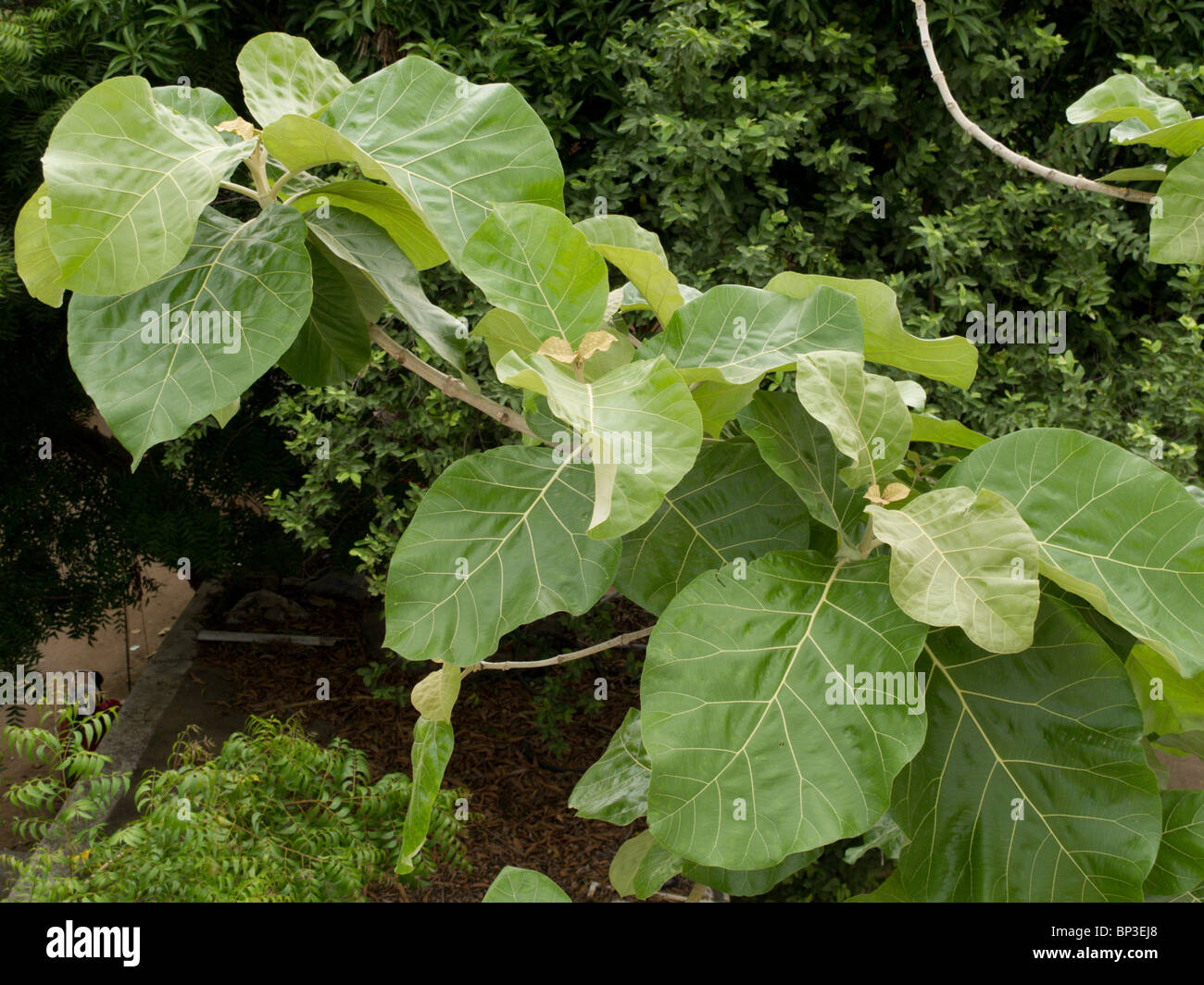 Common teak leaves tectona grandis hi-res stock photography and images ...