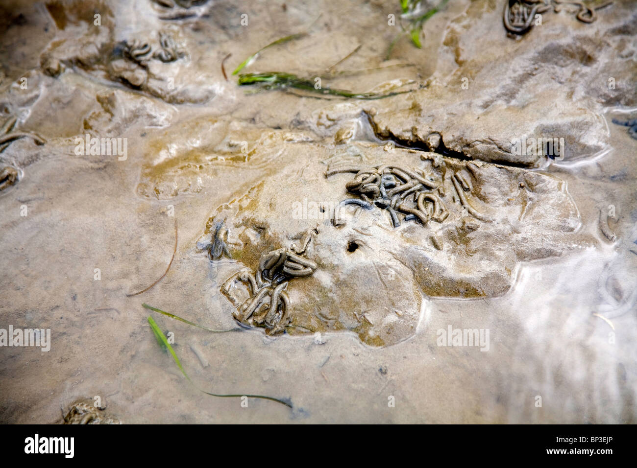 Sludge Worm High Resolution Stock Photography and Images - Alamy