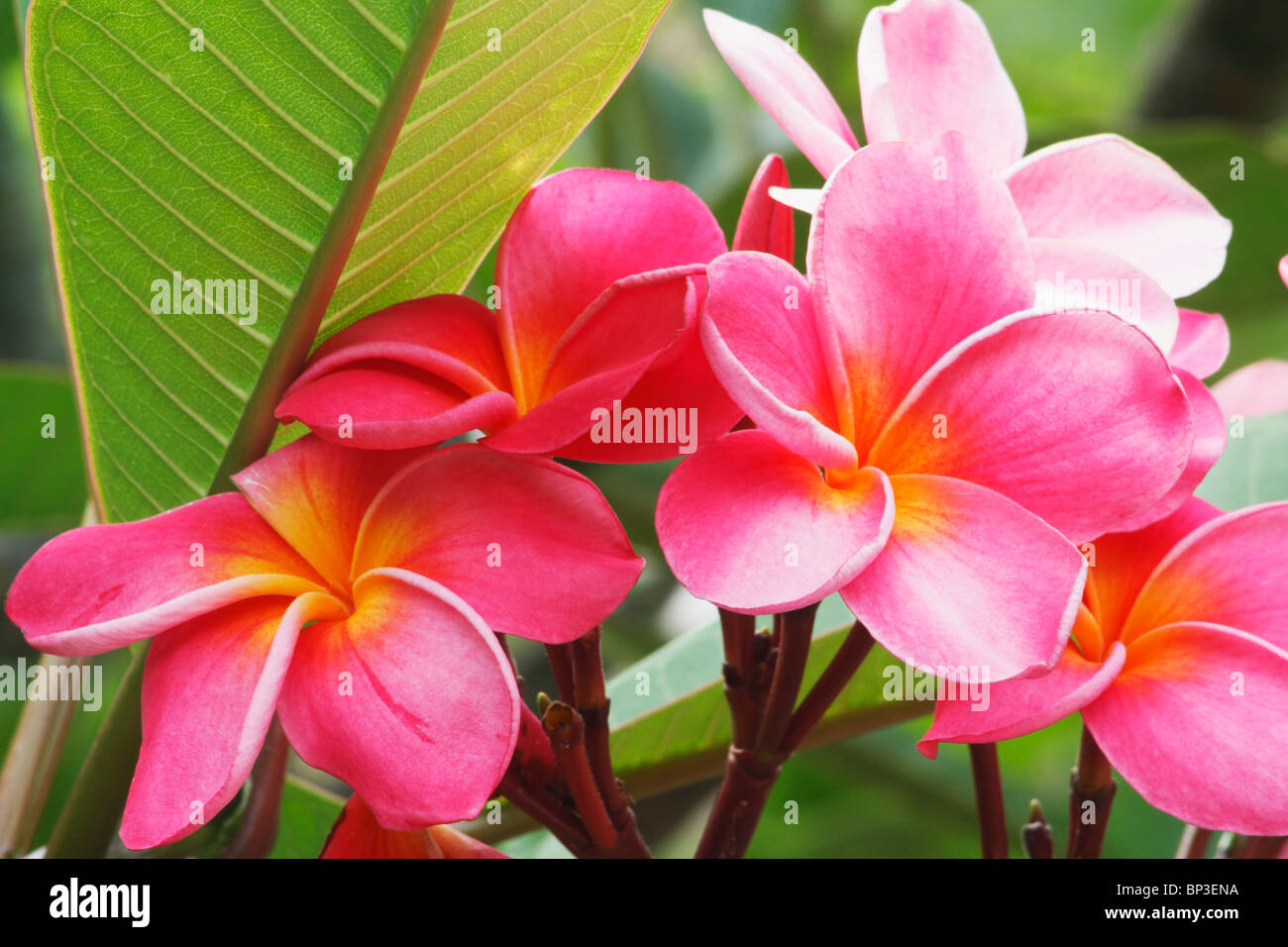 Red plumeria plumeria rubra hi-res stock photography and images - Alamy
