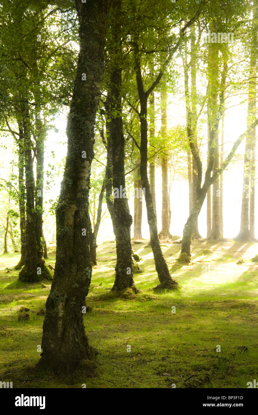 Open birch woodland hi-res stock photography and images - Alamy