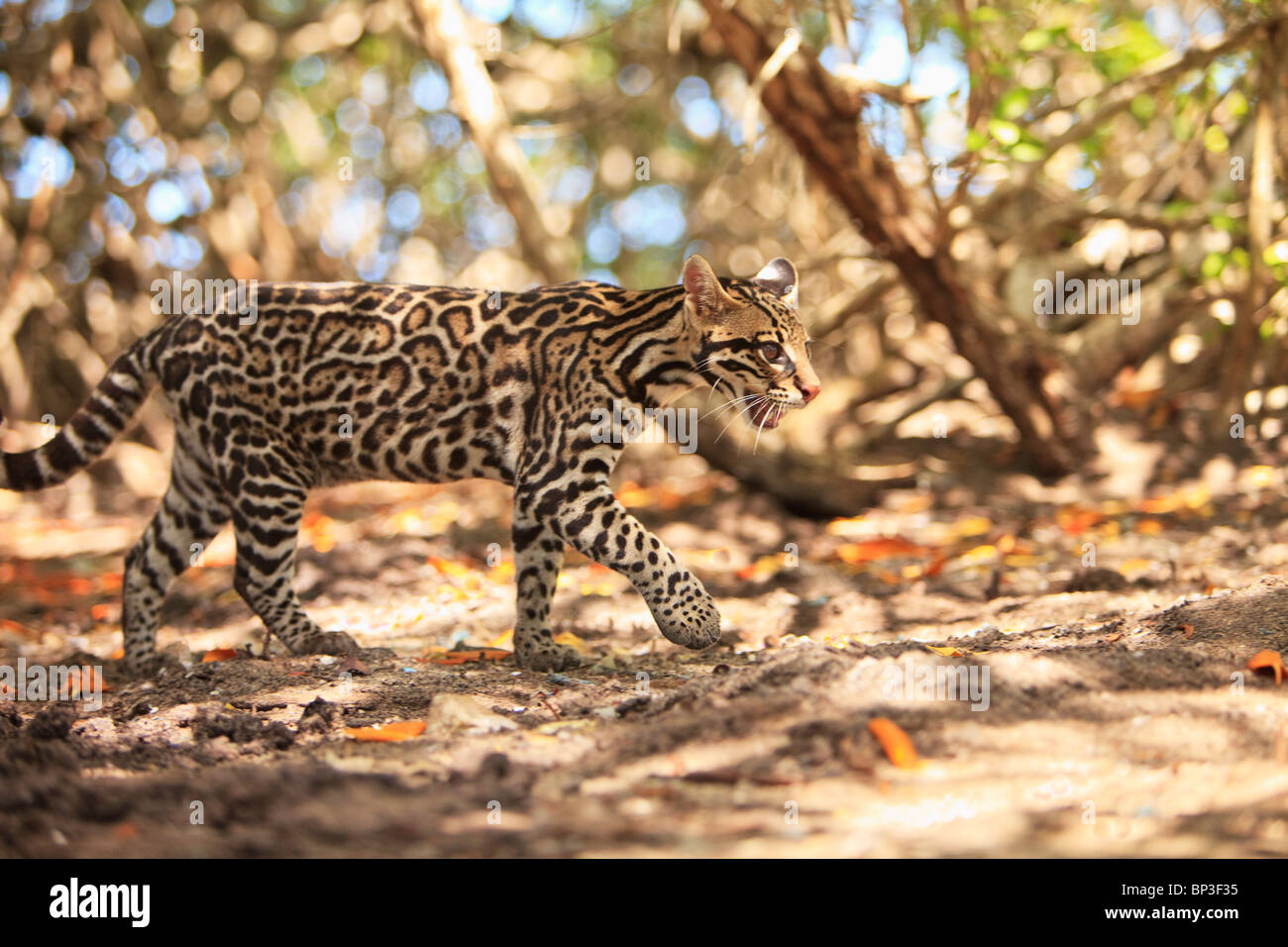 Roatan, Bay Islands, Honduras; Endangered Species Jaguar In Rehab ...