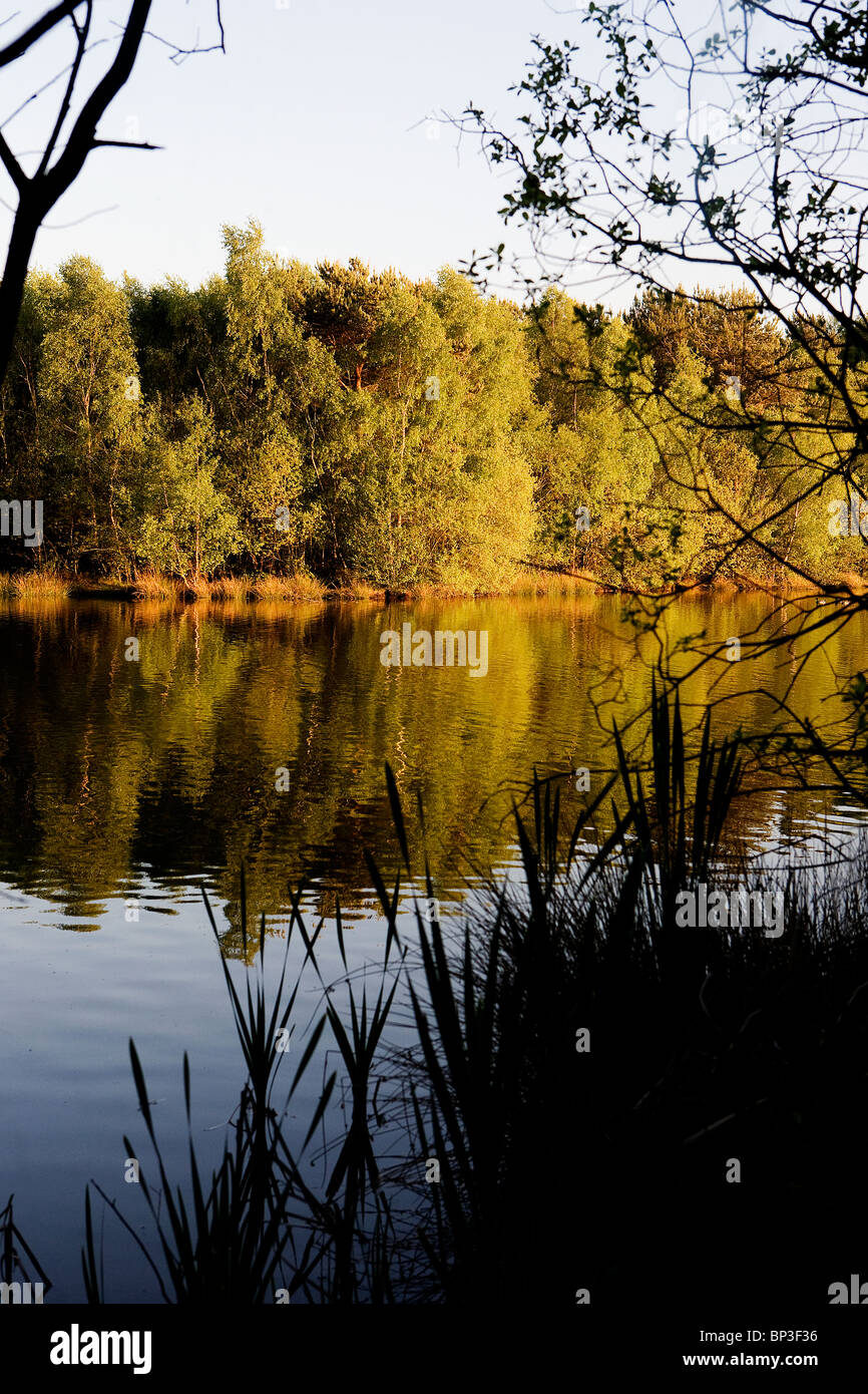 Evening sunlight across Shakerley Mere, Allostock, Knutsford Stock ...