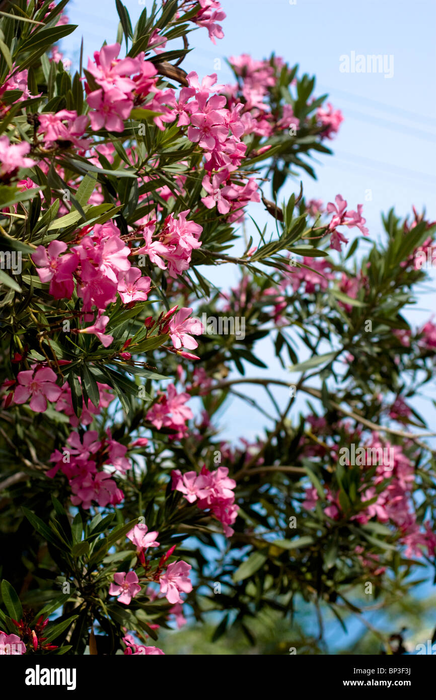 Nerium oleander tree with pink flowers, Alanya, Turkey Stock Photo - Alamy