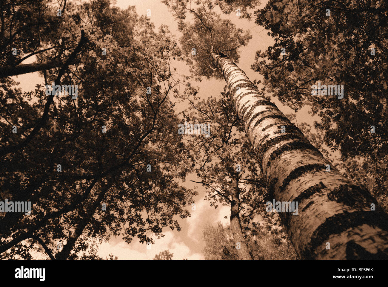 INSIDE AN OLD FOREST Stock Photo - Alamy