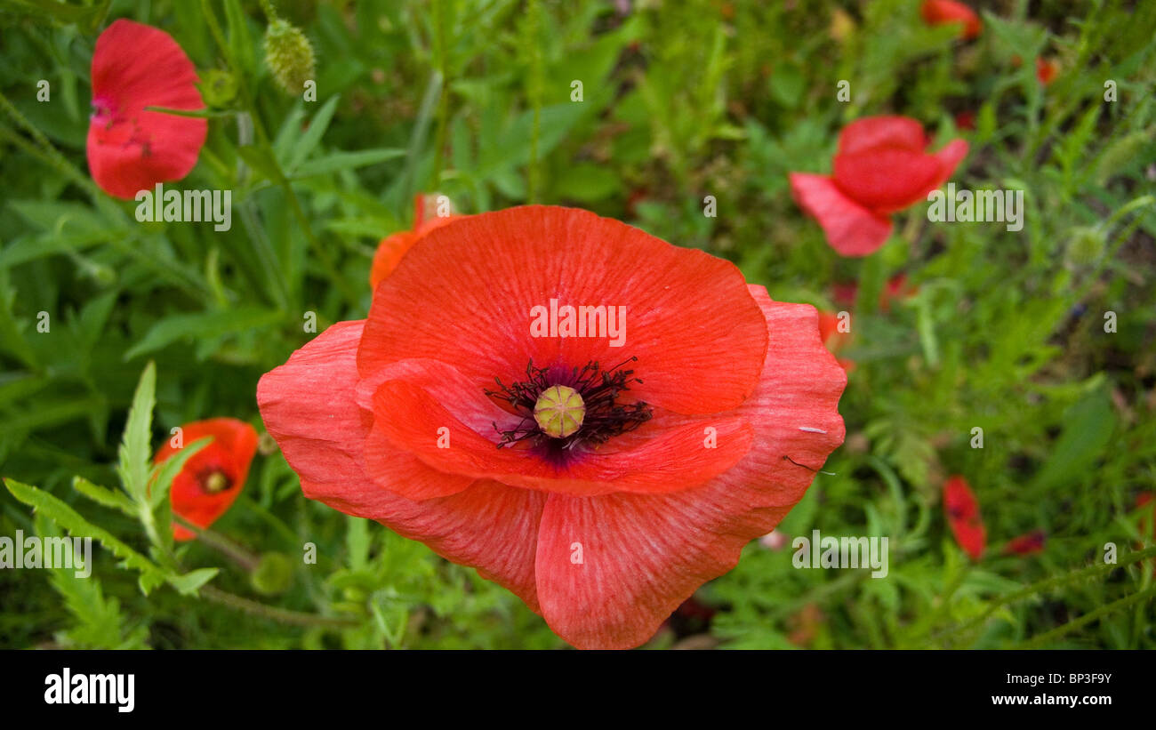 Flowering poppy uk november hi-res stock photography and images - Alamy