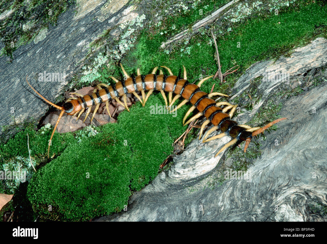 Arizona centipede hi-res stock photography and images - Alamy