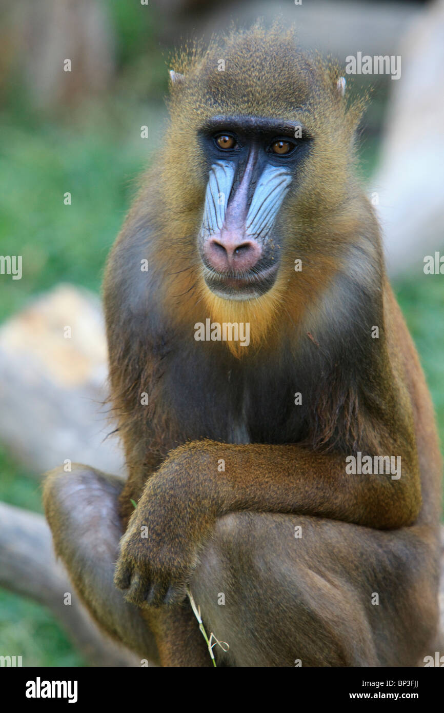 Buenos Aires, Argentina; Mandrill (Mandrillus Sphinx), From Nigeria And ...