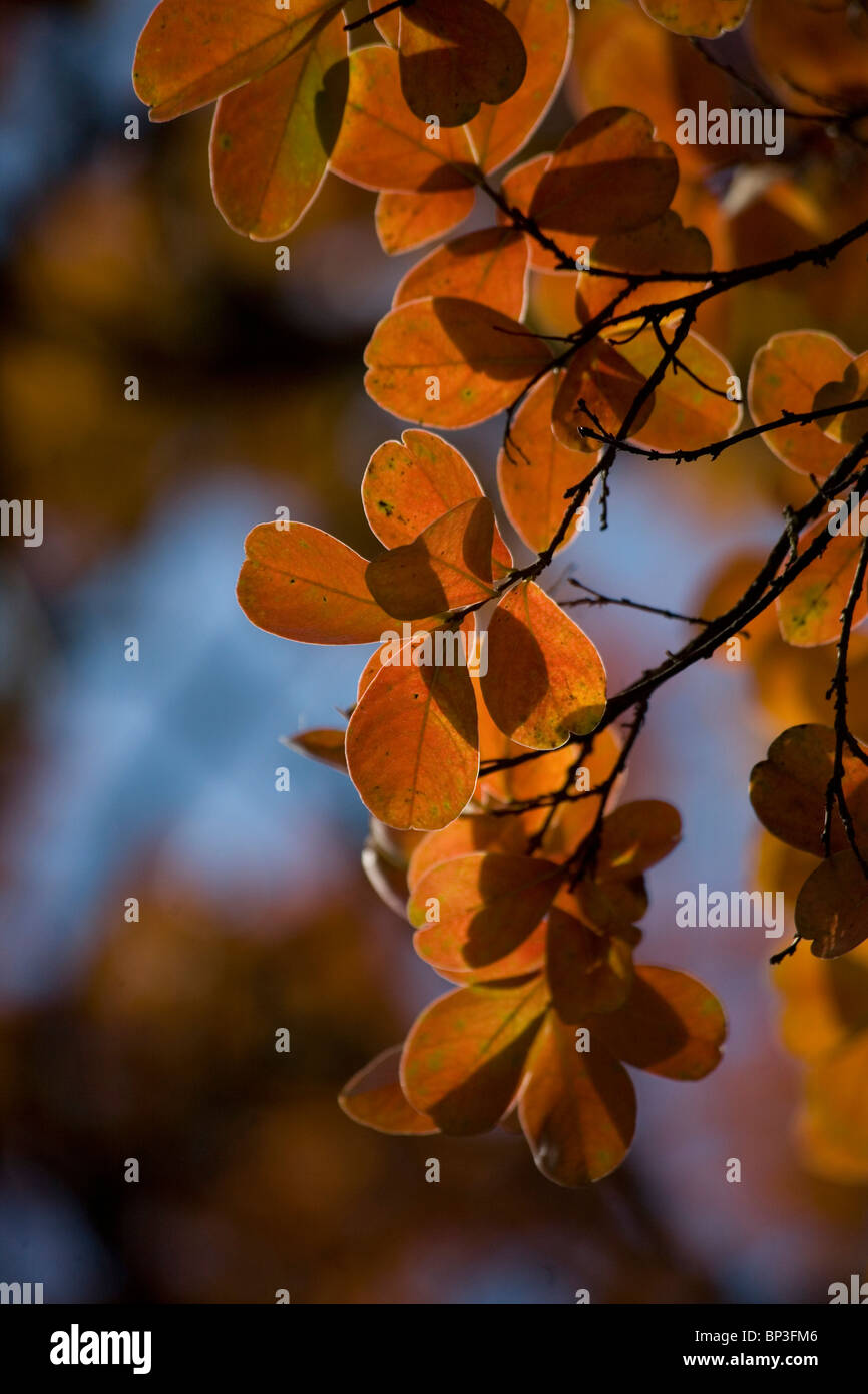 Leaf fall foliage h hi-res stock photography and images - Alamy