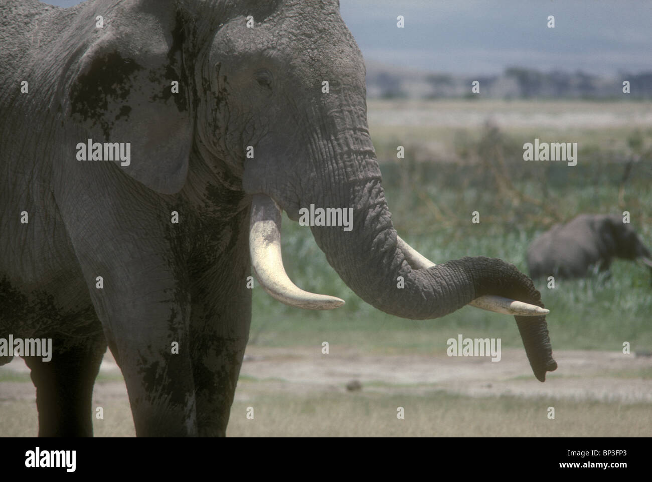 Tall bull hi-res stock photography and images - Alamy