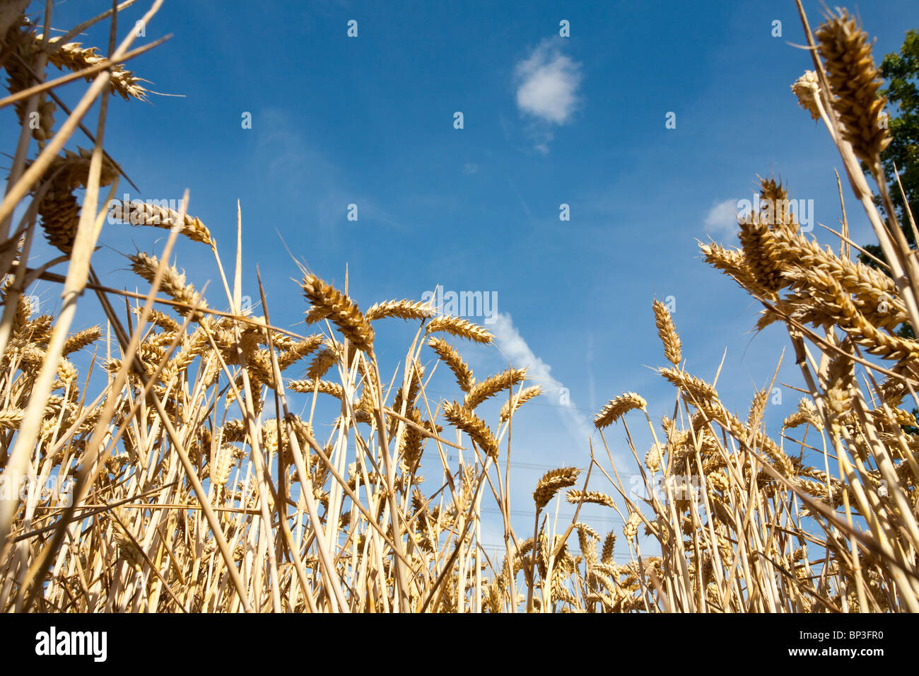 Worms eye view of a field of wheat Stock Photo - Alamy