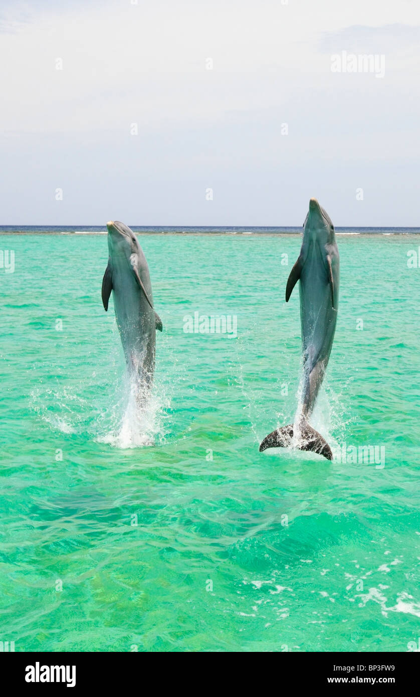 Roatan, Bay Islands, Honduras; Two Bottlenose Dolphins (Tursiops ...