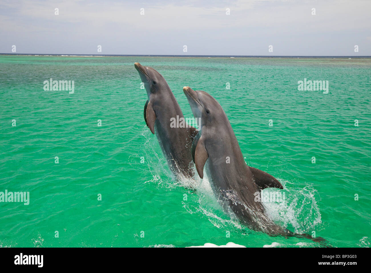 Roatan, Bay Islands, Honduras; Two Bottlenose Dolphins (Tursiops ...