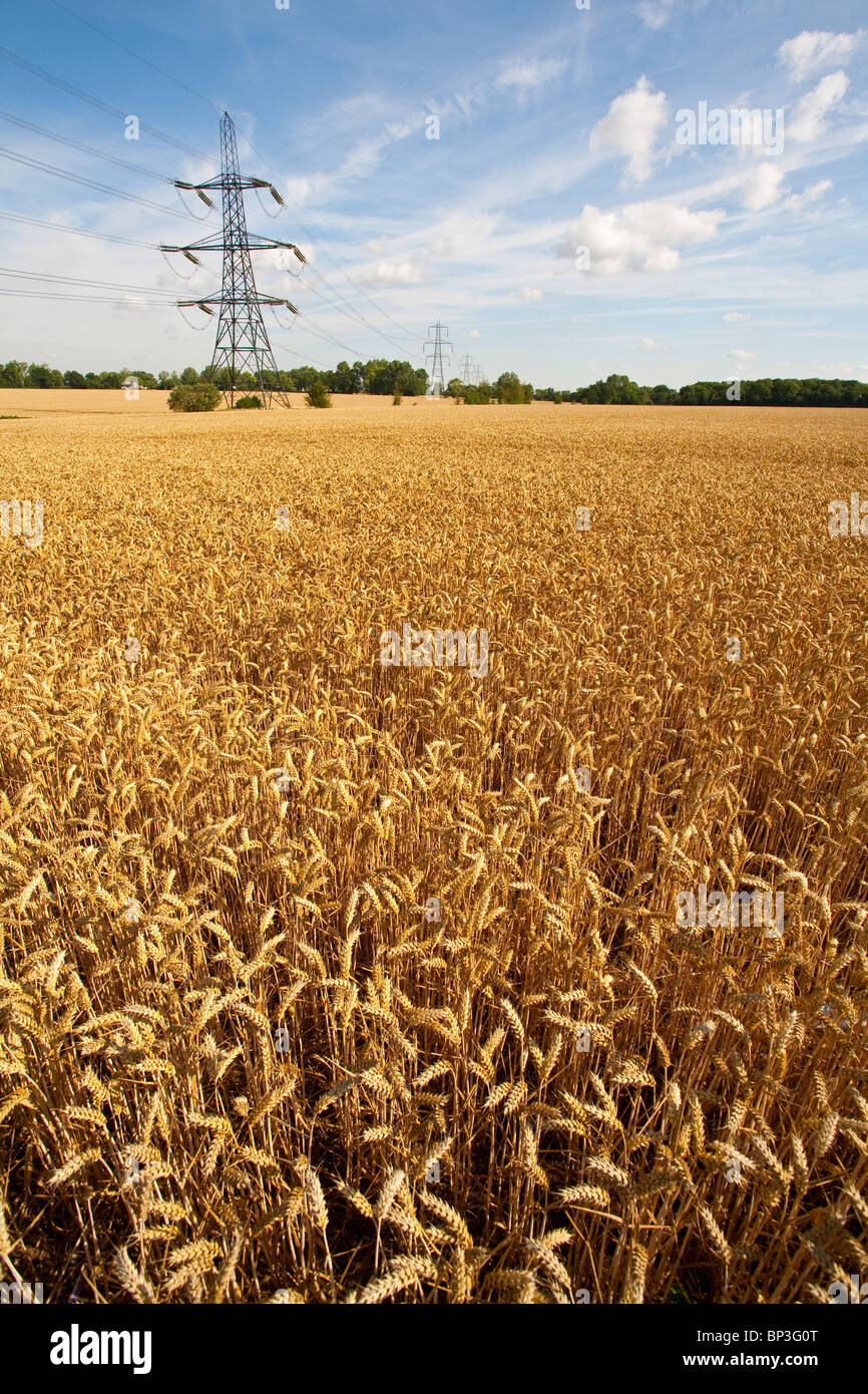 Field ripe wheat ready harvest hi-res stock photography and images - Alamy