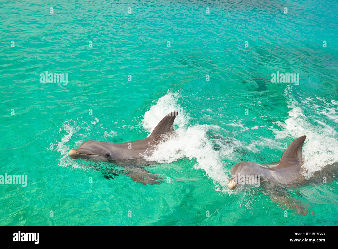 Roatan, Bay Islands, Honduras; Two Bottlenose Dolphins (Tursiops ...