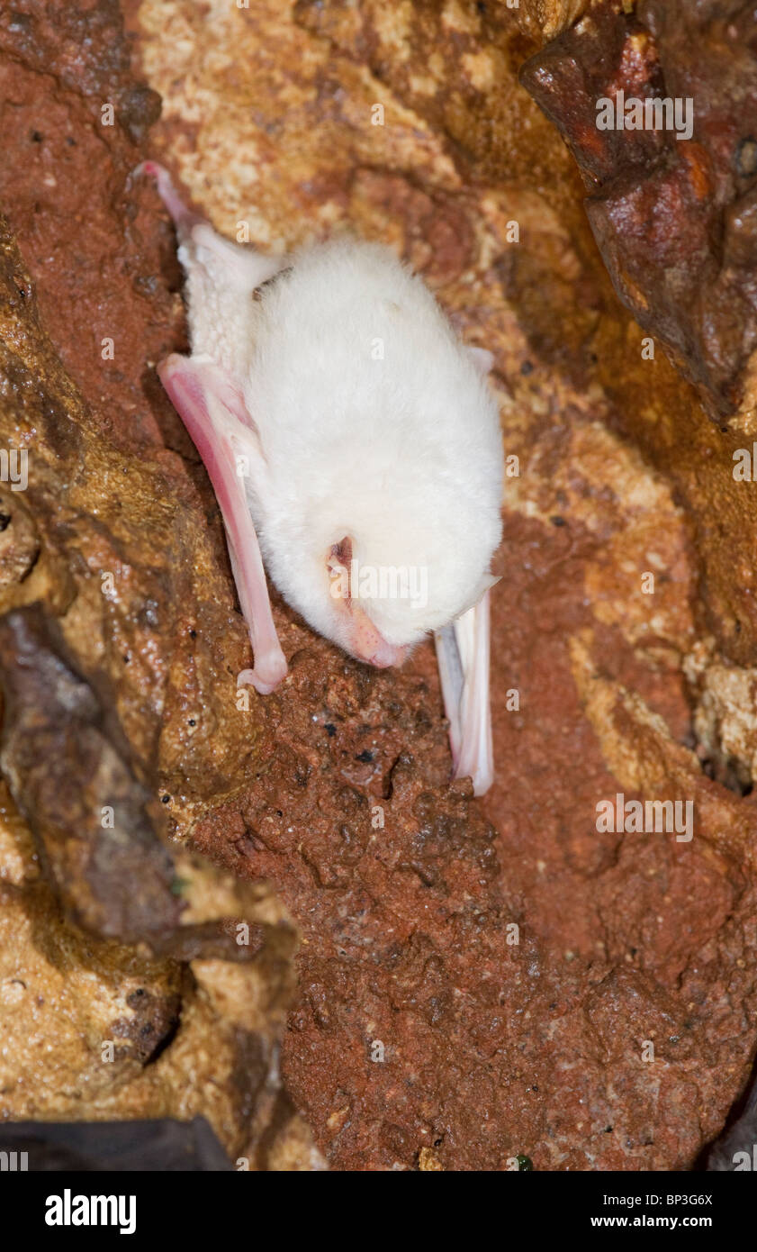 Albino African least bent-winged or long-fingered bat (Miniopterus ...