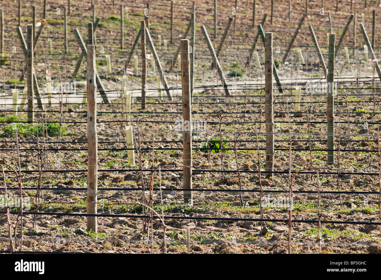 New vineyards with training and irrigation system, Alentejo, Portugal ...