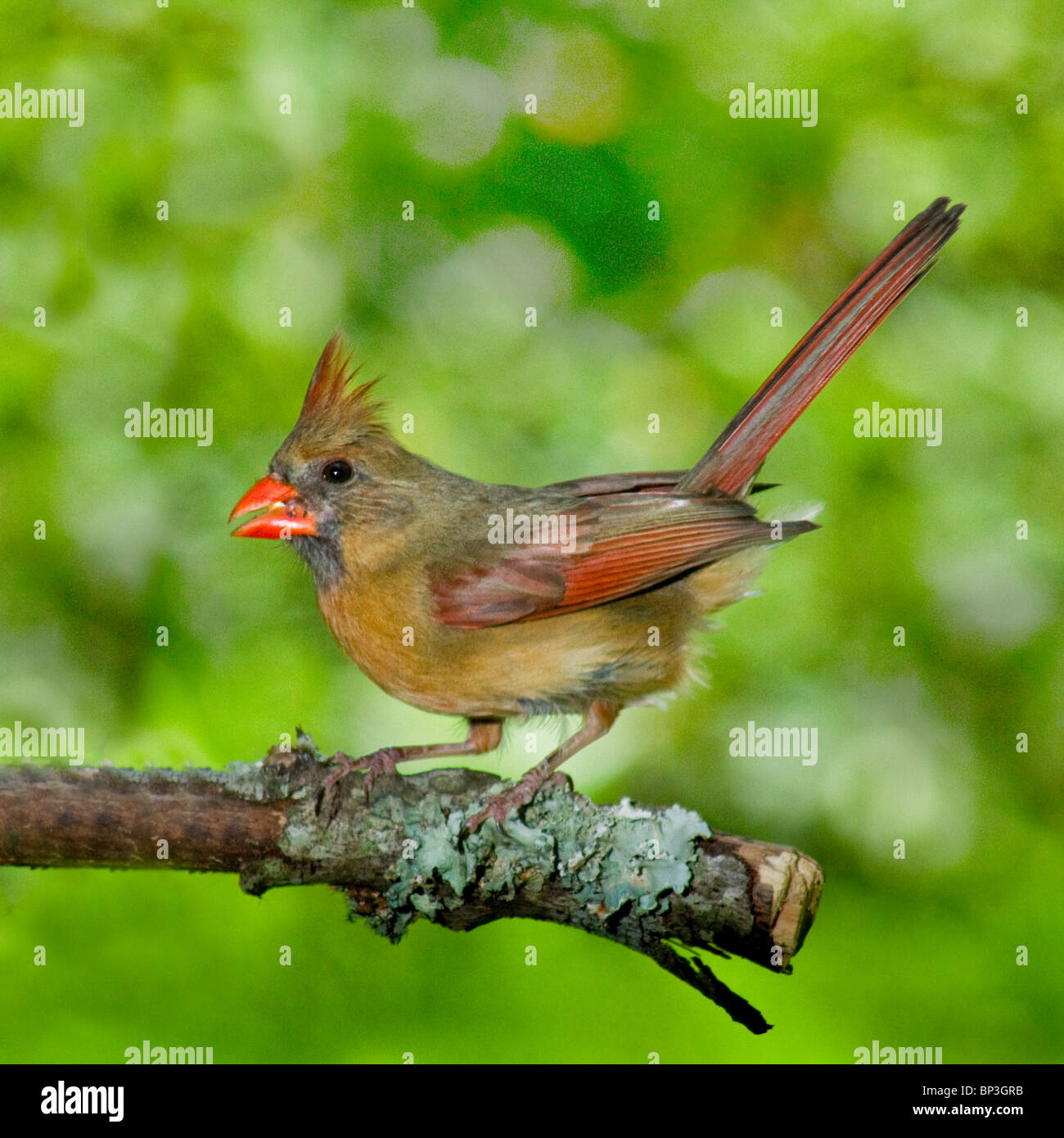 Female Northern Cardinal Stock Photo - Alamy