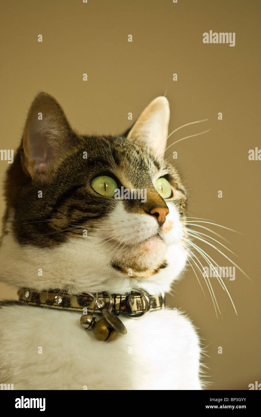 'Tootsie' the cat looking on Stock Photo - Alamy