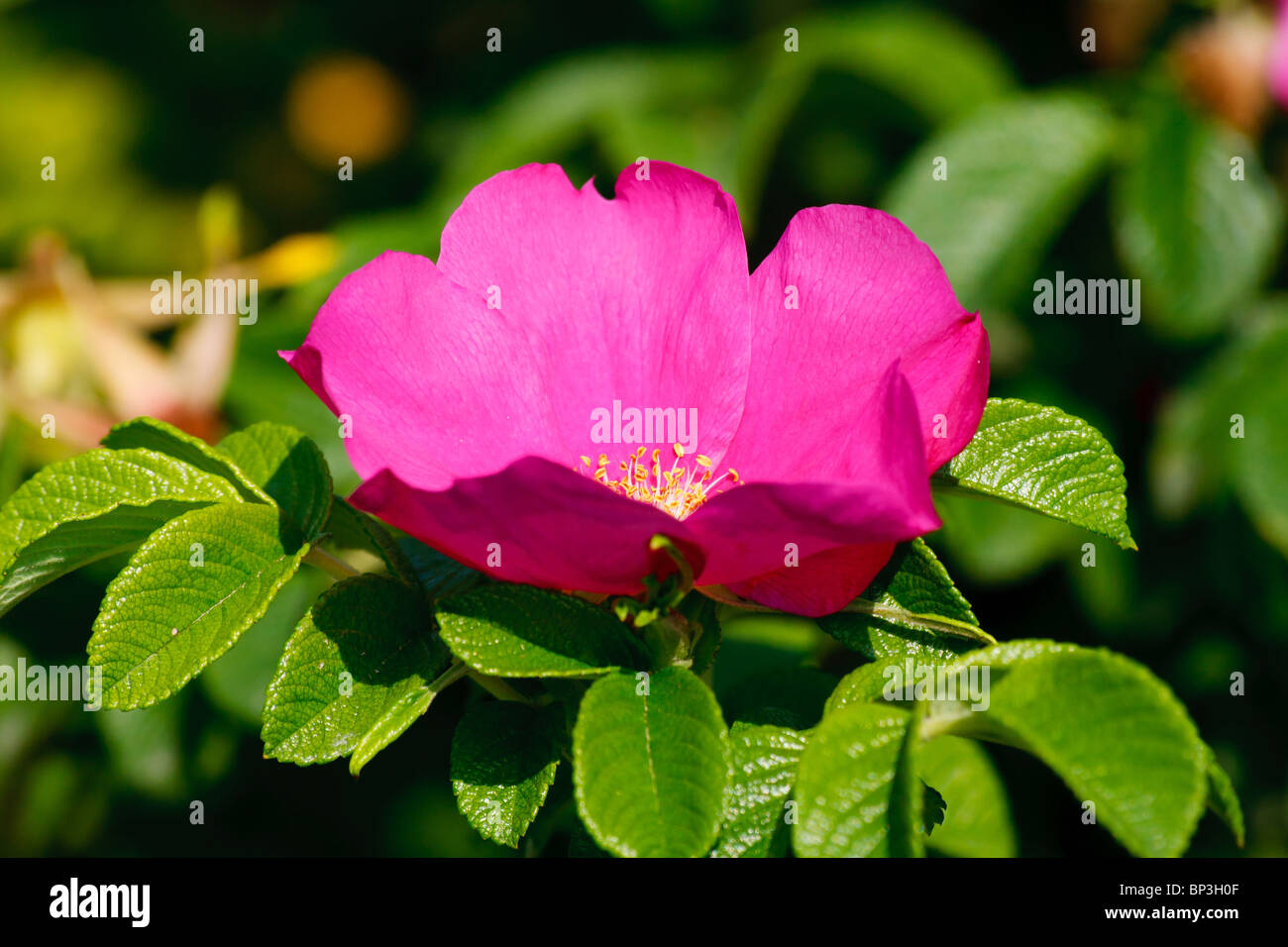 Dog rose (rosa canina Stock Photo - Alamy