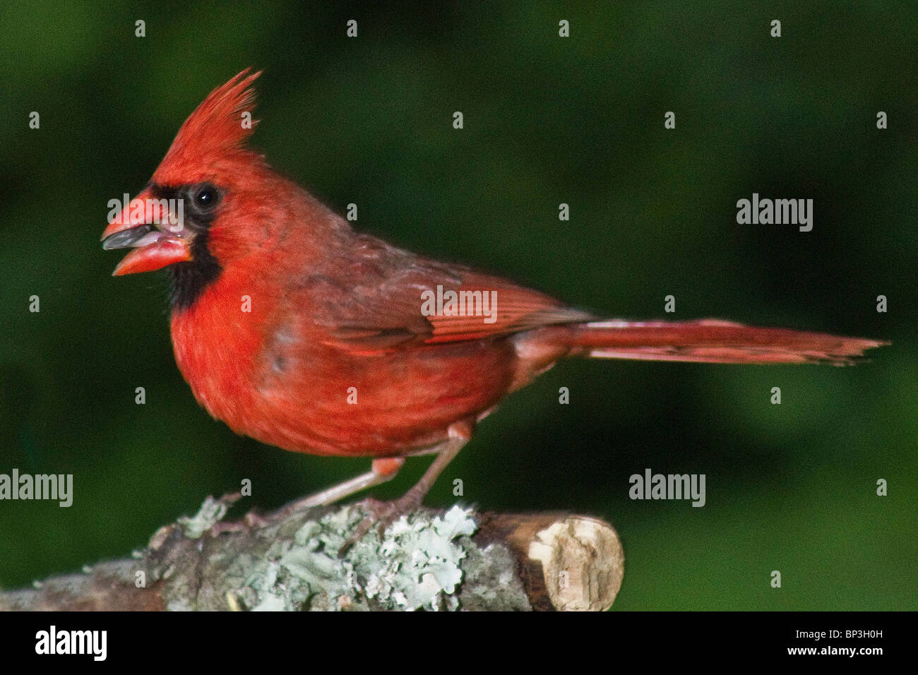 Red cardinal feeding Stock Photo - Alamy