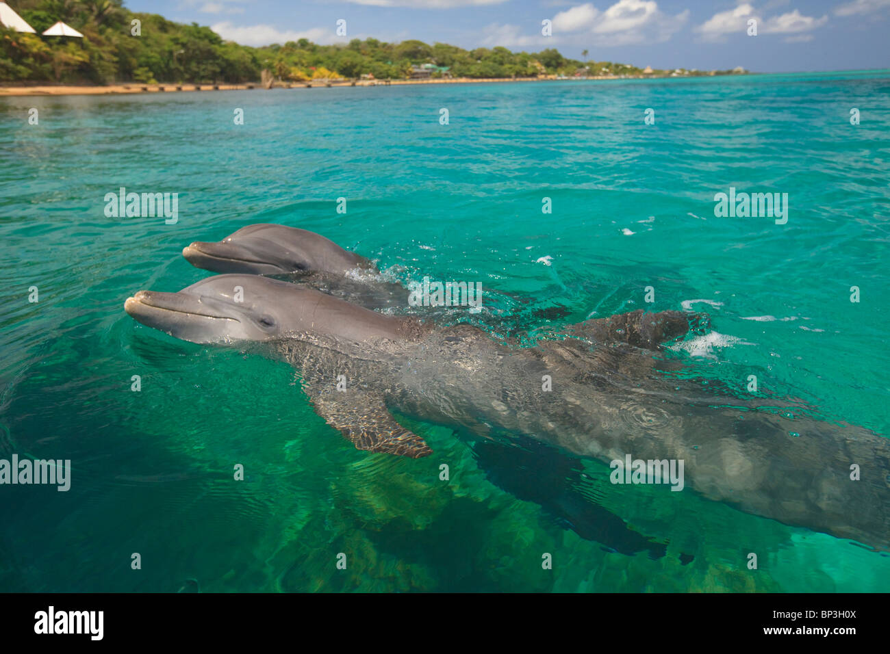 Roatan, Bay Islands, Honduras; A Bottlenose Dolphin (Tursiops Truncatus ...