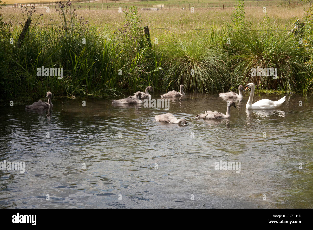 Alresford river alre hi-res stock photography and images - Alamy