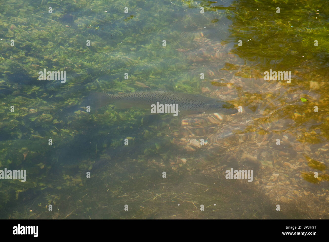 Brown Trout in the river Alre Arlesford, Hampshire, England Stock Photo ...
