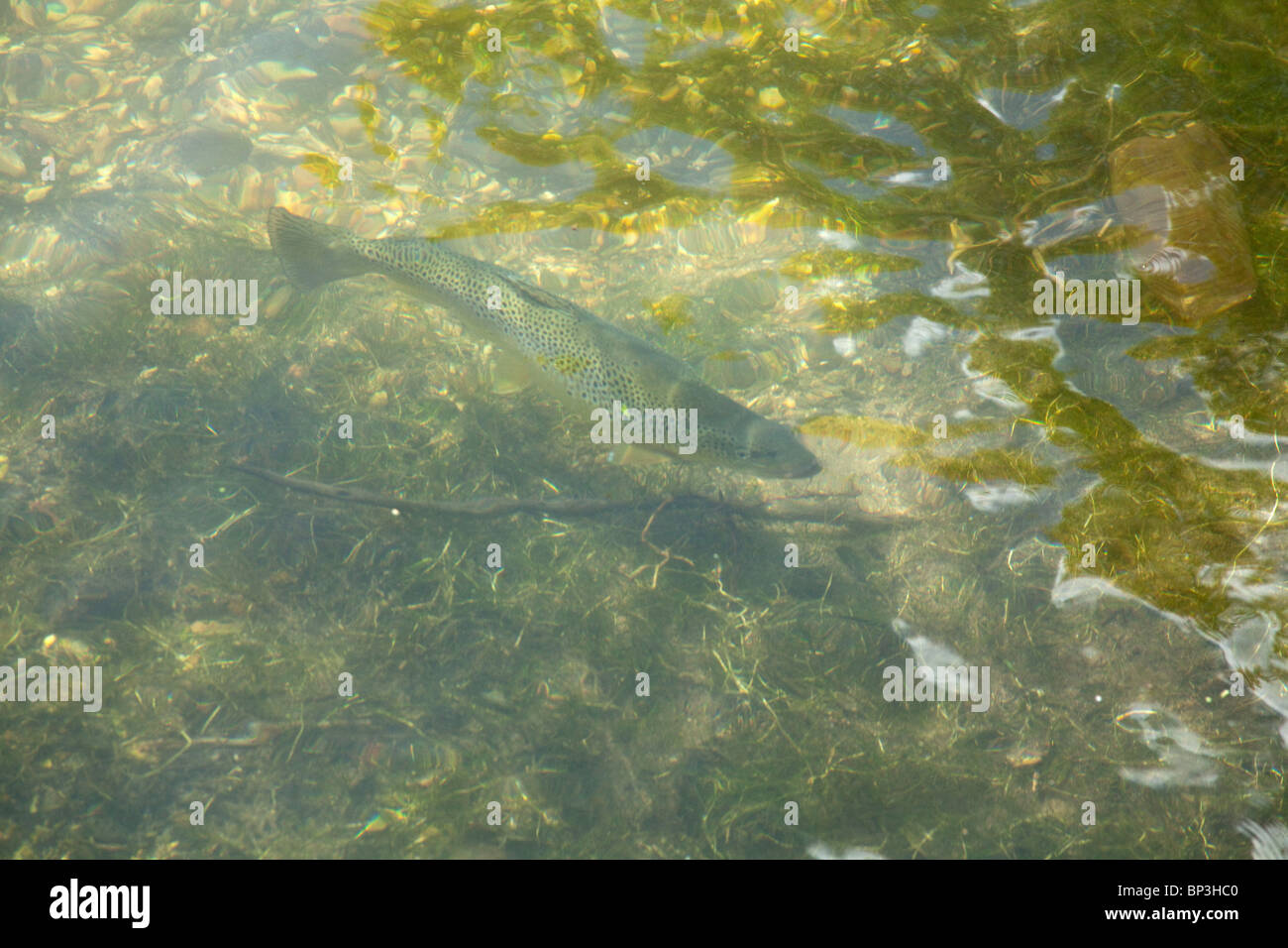 Brown Trout in the river Alre, Arlesford, Hampshire, England Stock ...
