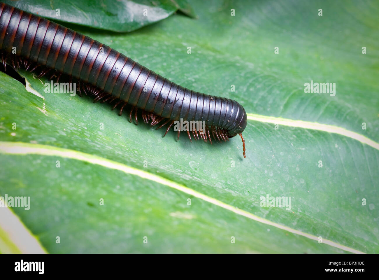 African giant black millipede hi-res stock photography and images - Alamy