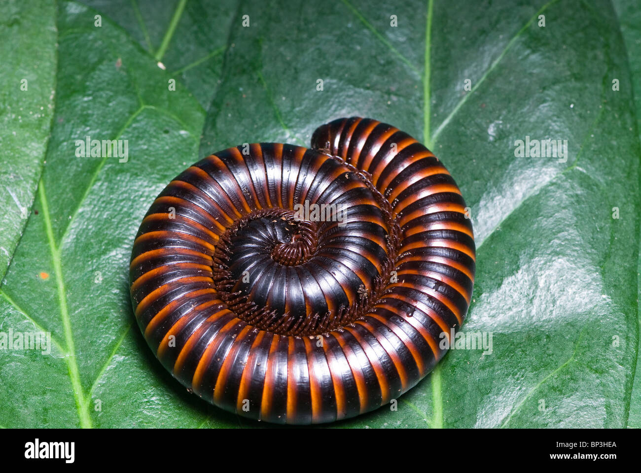 Curled up Millipede Stock Photo - Alamy