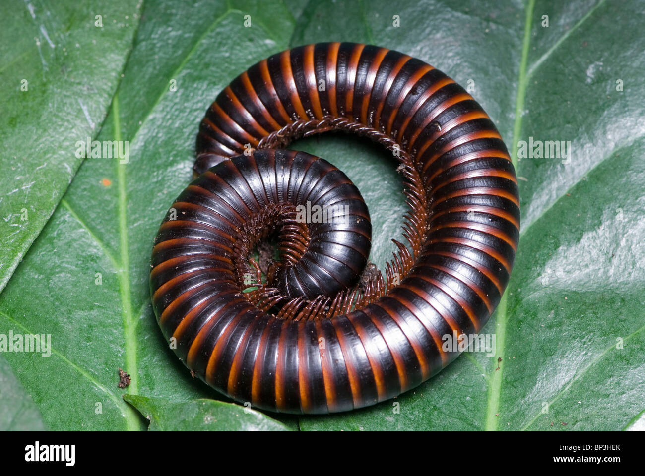 African giant black millipede hi-res stock photography and images - Alamy