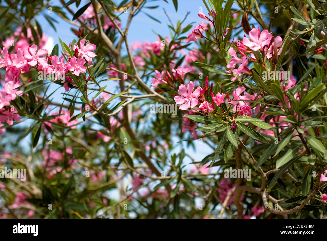 Nerium oleander tree with pink flowers, Alanya, Turkey Stock Photo - Alamy