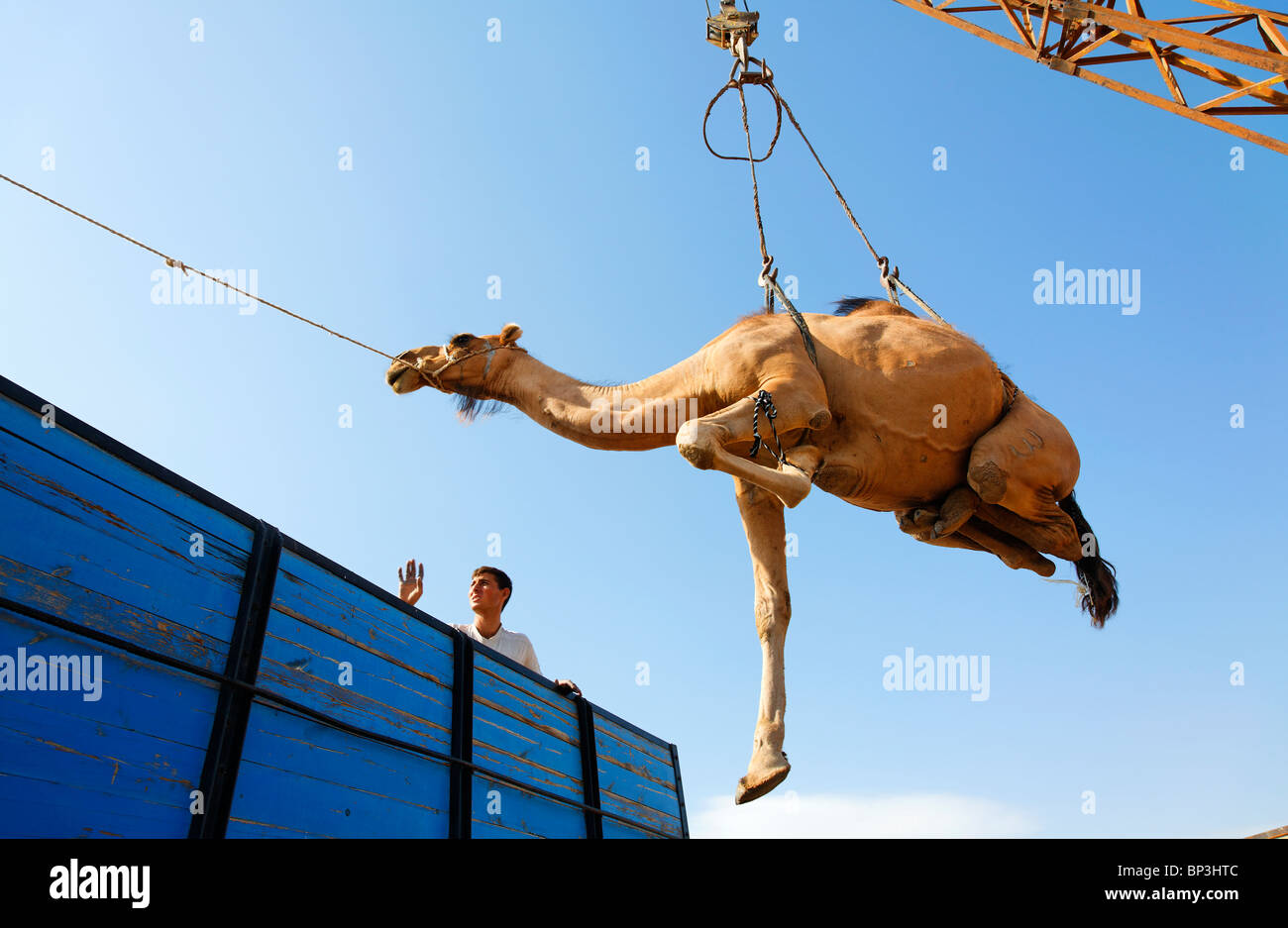 Turkmenistan - Ashgabat - Sunday Market - Camel being hoisted into the ...