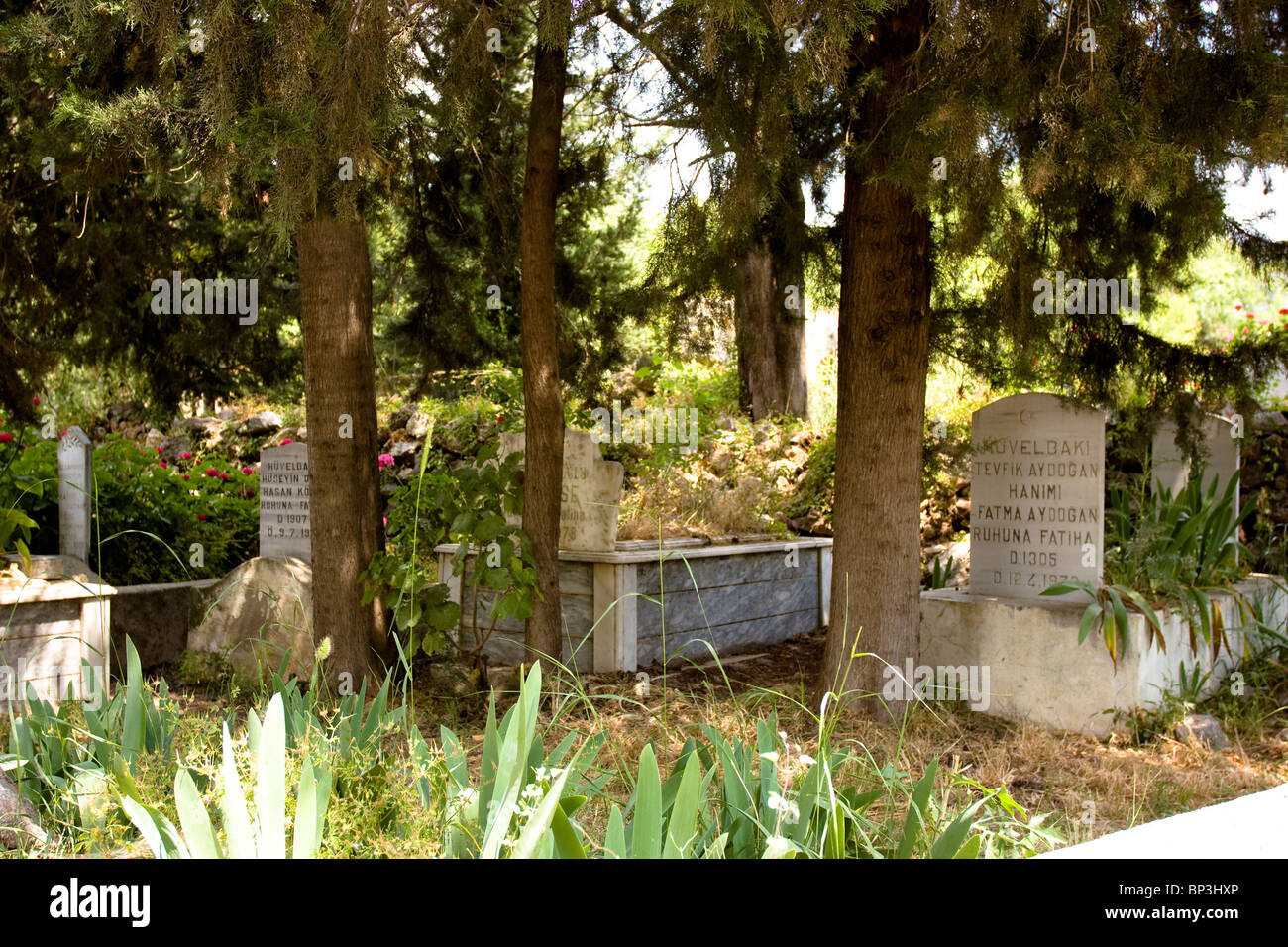 Tree trunk grave headstone hi-res stock photography and images - Alamy