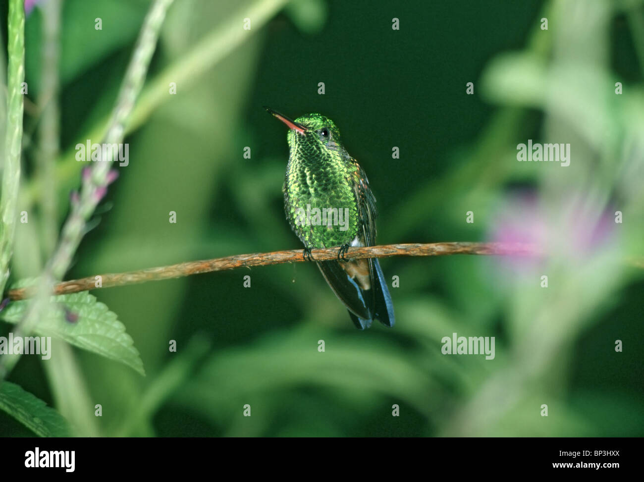 Copper rumped Hummingbird Stock Photo - Alamy