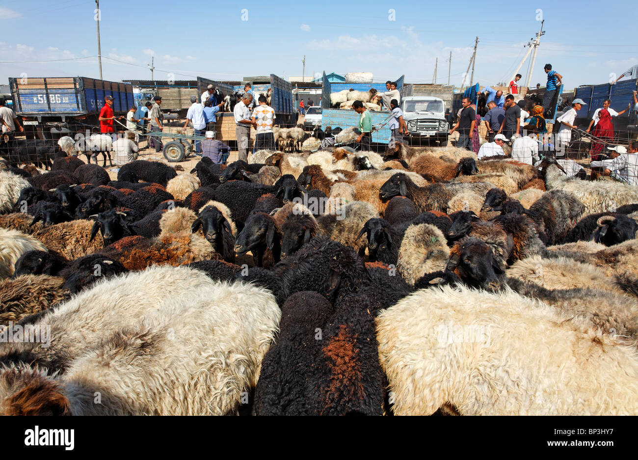 Turkmenistan - Ashgabat - Sunday Market - Sheep at the livestock market ...