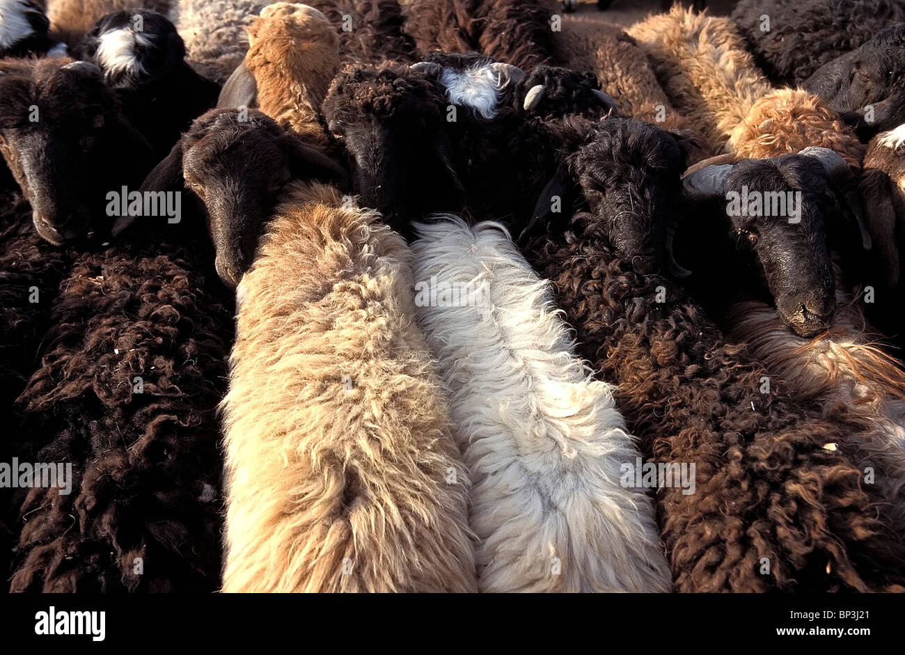 Sheep for sale at the livestock market of the Yekshenba Bazaar (Sunday ...