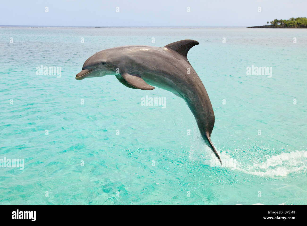 Roatan, Bay Islands, Honduras; A Bottlenose Dolphin (Tursiops Truncatus ...