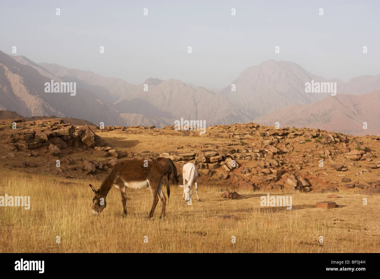 Two mules hi-res stock photography and images - Alamy